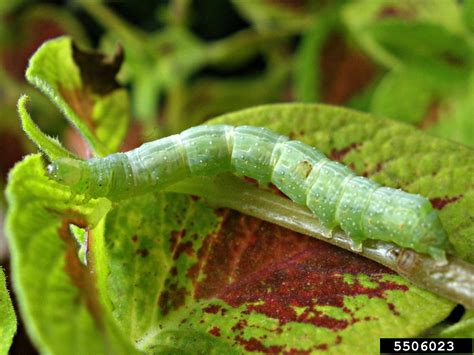 Cabbage Looper Trichoplusia Ni Hubner