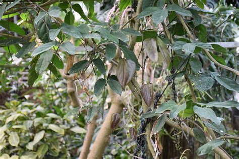 Strongylodon Macrobotrys Fabaceae