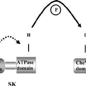 Schematic Representation Of The Basic Two Component Signalling Pathway Download Scientific