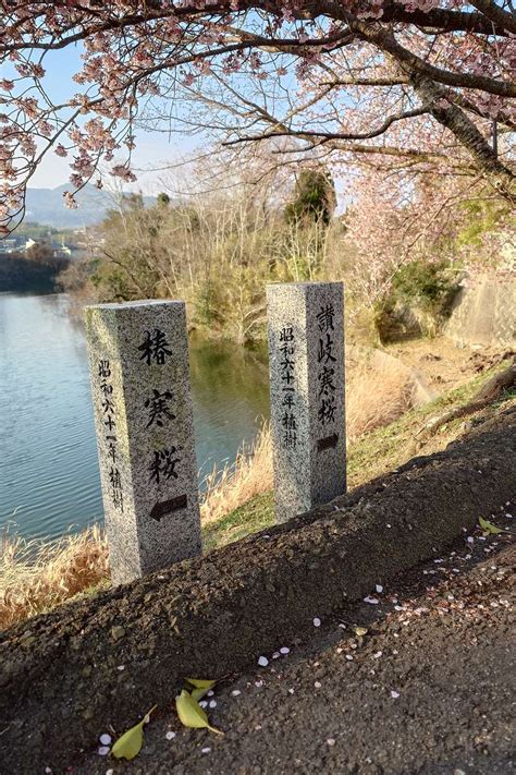 13本と5本2種類の寒桜が名所になっています卍梵音山 真興院 福成寺香川県丸亀市 八百万の神