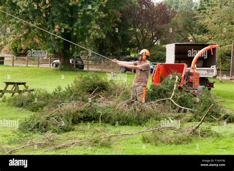 Tree Surgeon Holding Onto Rope Stock Photo Alamy
