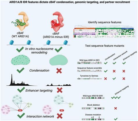 Cell：揭示蛋白的固有无序区在染色质调控和基因表达中发挥着核心作用 生物科技 健康一线资讯