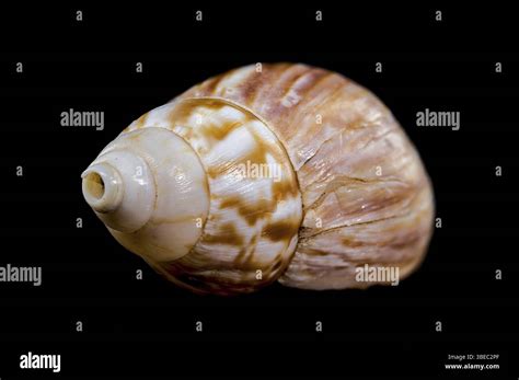 Close Up Of A Giant African Snail Lissachatina Fulica Against A Black