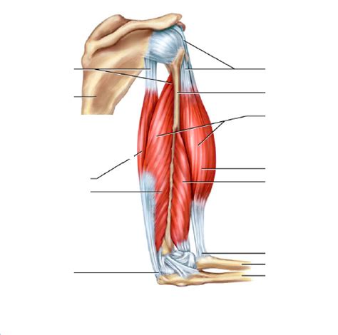 Diagram Bicep Origins Insertions Diagram Quizlet