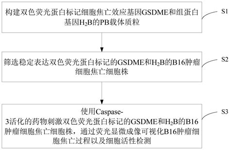 一种基于双色荧光标记的肿瘤细胞焦亡模型的构建方法