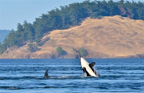 What Kind Of Whales Live In San Juan Island Oaxr