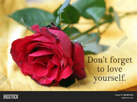 Top 999 Red Roses Images With Love Quotes Amazing Collection Red
