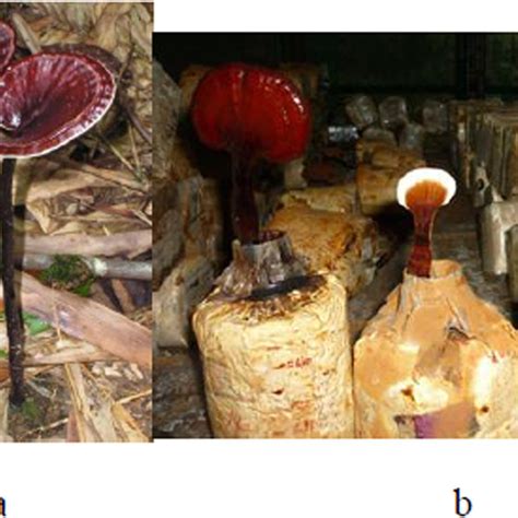 Wild Mature Basidiocarp And B Different Growth Stages Of Domesticated