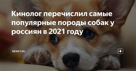 Кинолог перечислил самые популярные породы собак у россиян в 2021 году Новости