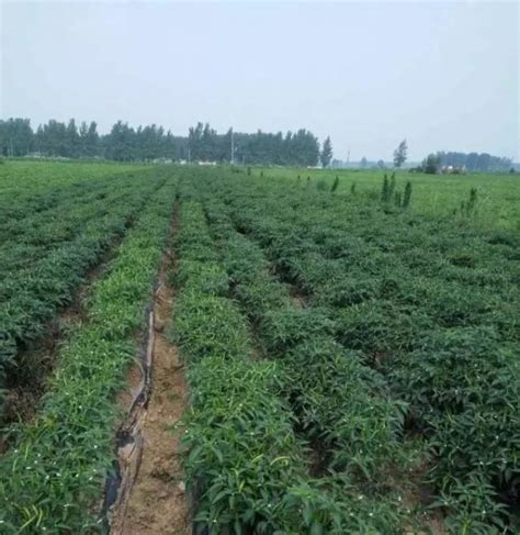 河南省确山县留庄镇红红的辣椒带来红火的日子 地方要闻 人民论坛网