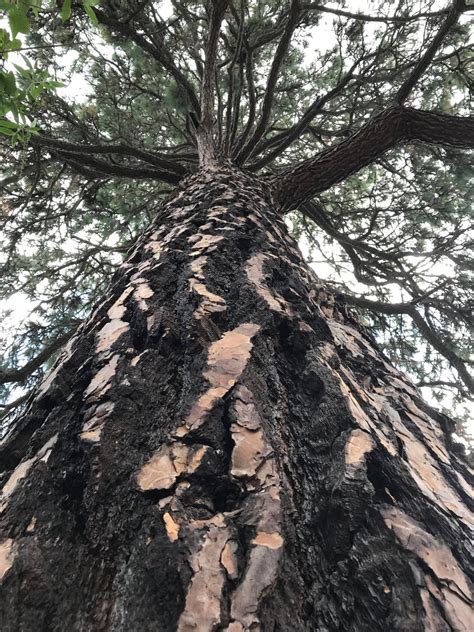 Tree Risk Assessment Reports PNW TREE CONSULTING