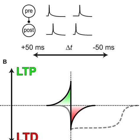 Defining Spike Timing Dependent Plasticity A A Presynaptic Cell