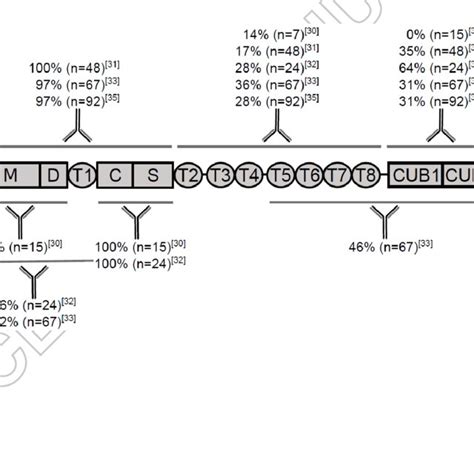 epitope mapping of anti adamts13 autoantibodies demonstrated that