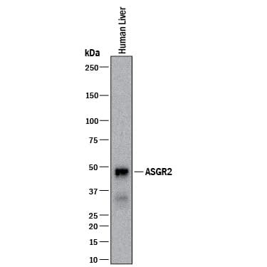 Human Asgr2 Antibody Mab9970 By Randd Systems Part Of Bio Techne