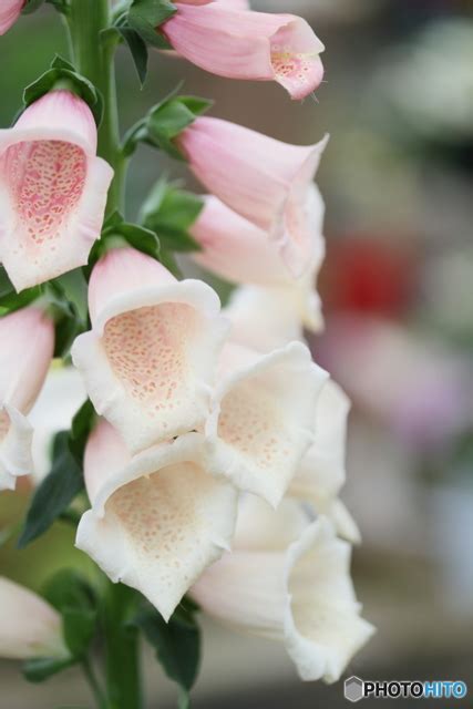 By Shokora Id Photohito
