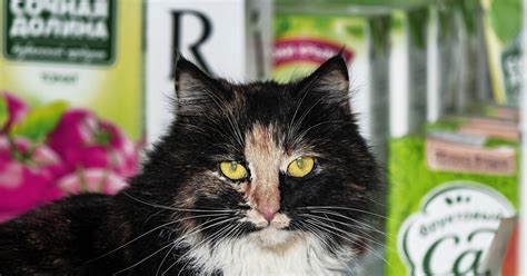Котопортрет | Пикабу