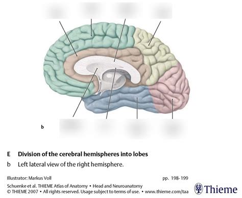 Cerebral Cortex Terms Definitions Biology Study Set Flashcards Quizlet