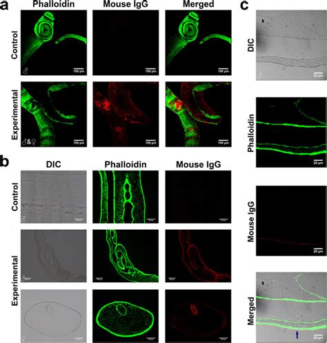 Detection Of Mouse IgG Binding On The Surface Of Murine Adult S Download Scientific Diagram