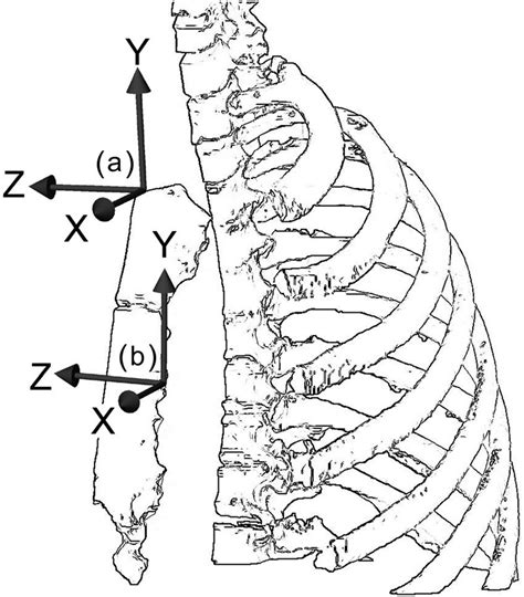 Comparison Of The Conventional Thorax Coordinate System Promoted By The
