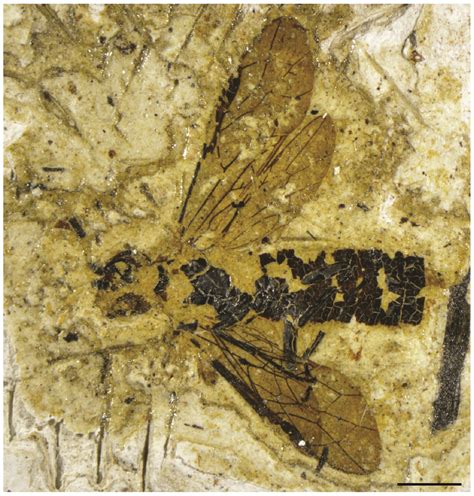 Insect Fossil