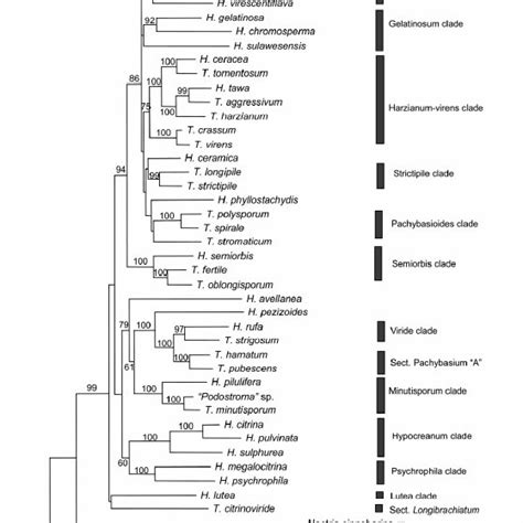 Isolation Of Trichoderma Spp On Pda And Trichoderma Selective Medium