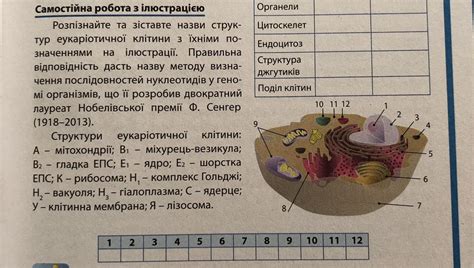 Самостійна робота з ілюстрацією Розпізнайте та зіставте назви струк тур еукаріотичної клітини з
