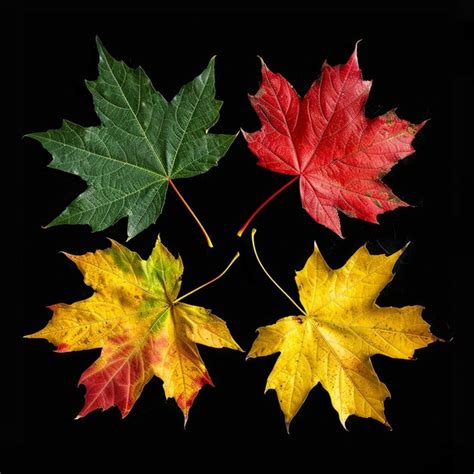 Different Colors Maple Leaf Autumn Premium Ai Generated Image