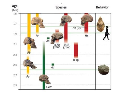 The Traits That Make Us Human Evolved At Different Times Prehistoric