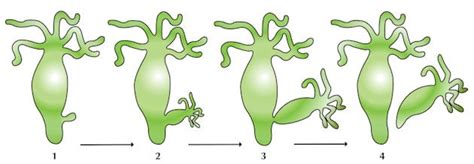 Budding Asexual Reproduction In Plants And Hydra