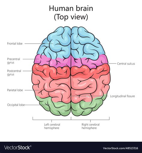 Human Brain Structure Diagram Medical Science Vector Image