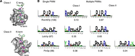 Figure 4 From The Multiple Specificity Landscape Of Modular Peptide Recognition Domains