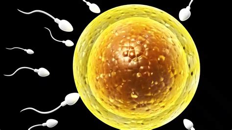 How Many Eggs Are Released During Ovulation Truth Uncovered
