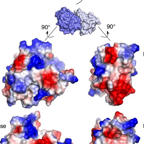 Crystal Structure Of Pyocin Dnase Immunity Protein Complexes Identical