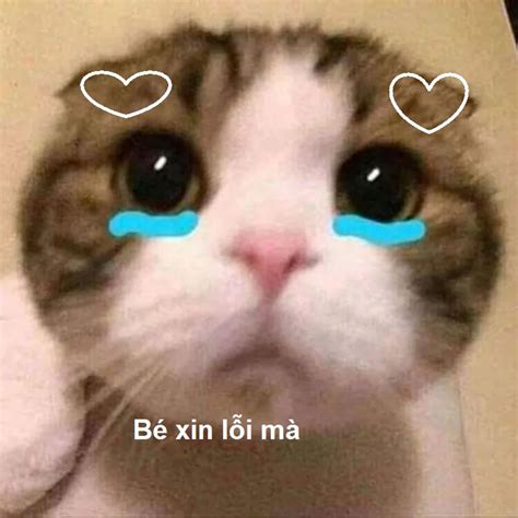 101 Meme Xin Lỗi Người Yêu Meme Mèo Xin Lỗi Cute Nhất