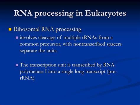 What Is Rna Processing In Eukaryotes At Virginia Nealon Blog