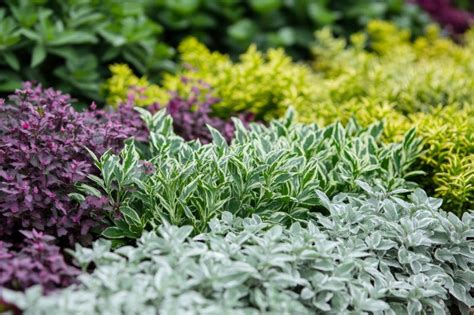 Organized Garden Bed Displaying Alternating Rows Of Vibrant Plants In A Well Maintained Outdoor