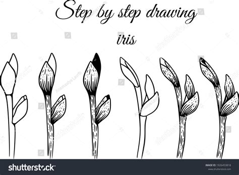 How Draw Iris Step By Step Stock Vector Royalty Free