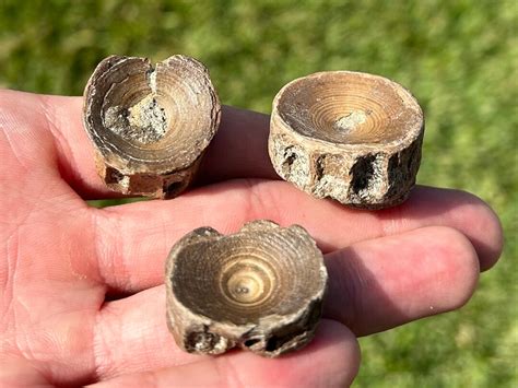 Fossil Shark Vertebrae Lot Of 3 Bones Miocene Megalodon Age South Carolina Fossil Collection Etsy
