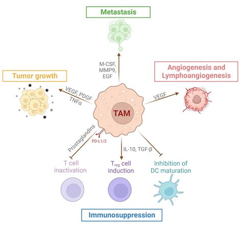 Antitumor Strategies Targeting Macrophages The Importance Of Considering The Differences In