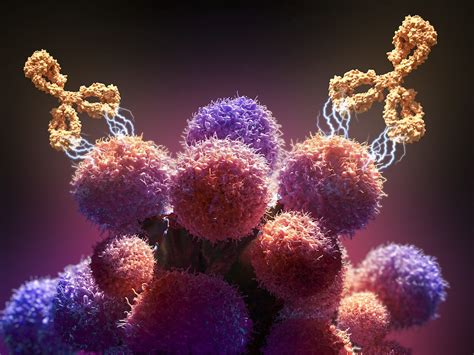 What Is Monoclonal Antibody Therapy For Cancer Dana Farber