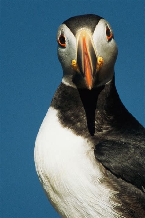 Puffin
