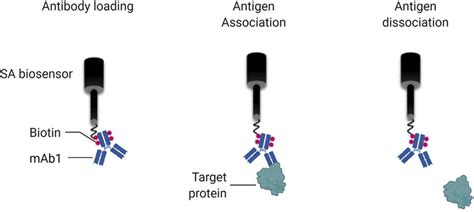 Schematic Representation Of Affinity Measurement Using Bli During The