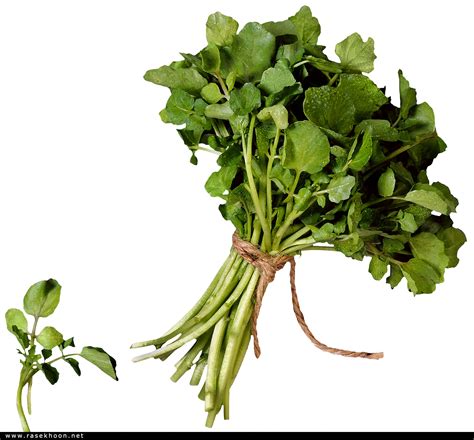 میوه و سبزیجات