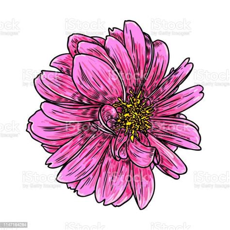 달리아 꽃입니다 식물 블랙 및 컬러 잉크 빈티지 일러스트입니다 여름 디자인 요소입니다 관련 종은 데이지 국화 그리고 진 니 아를 포함 한다 꽃 머리입니다 벡터 0명에 대한