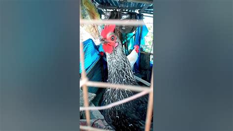 প্রাকৃতিক পদ্ধতিতে কম খরচে মুরগির খাদ্য Desi Murgi Palan Farming Countrychickenfeed Organic