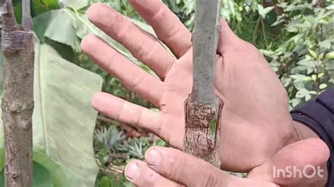 ကိုင်းဆက်နည်း စိတ်ဝင်စားရင်ဝင်လိုက်ပါ Youtube