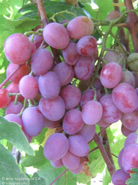 Рута - столовая форма винограда