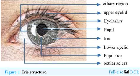 Figure 1 From Iris Recognition Approach For Identity Verification With