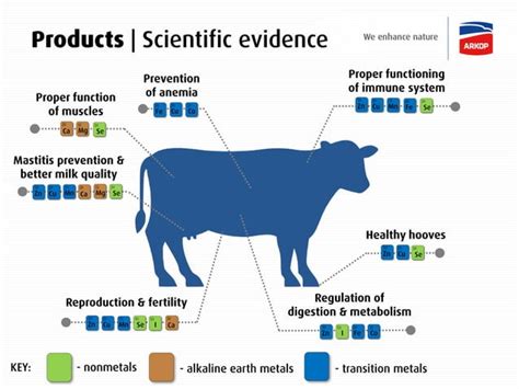 Effects Of Manganese Supplementation On Reproductive Performance In Cows Ppt