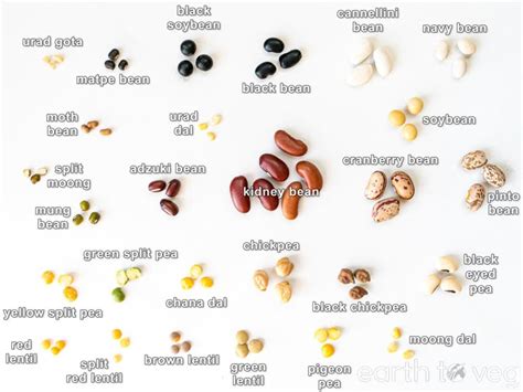 23 Types Of Beans Conversion Guide